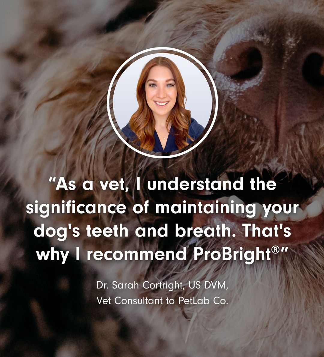 ProBright® Probiotic Dog Dental Powder | PetLab Co.