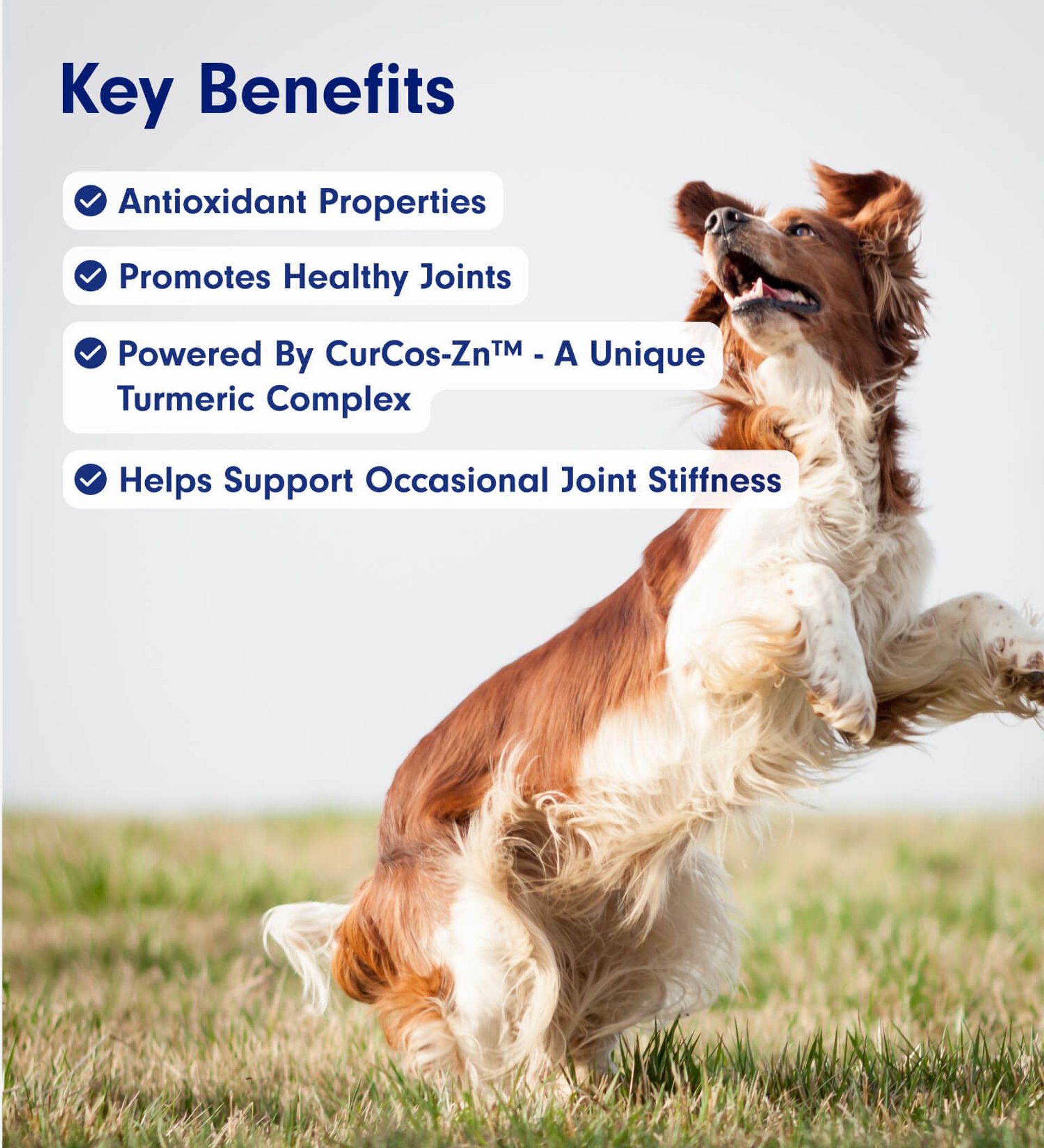 Mobility Pro Oil with Curcumin for Dogs | PetLab Co.