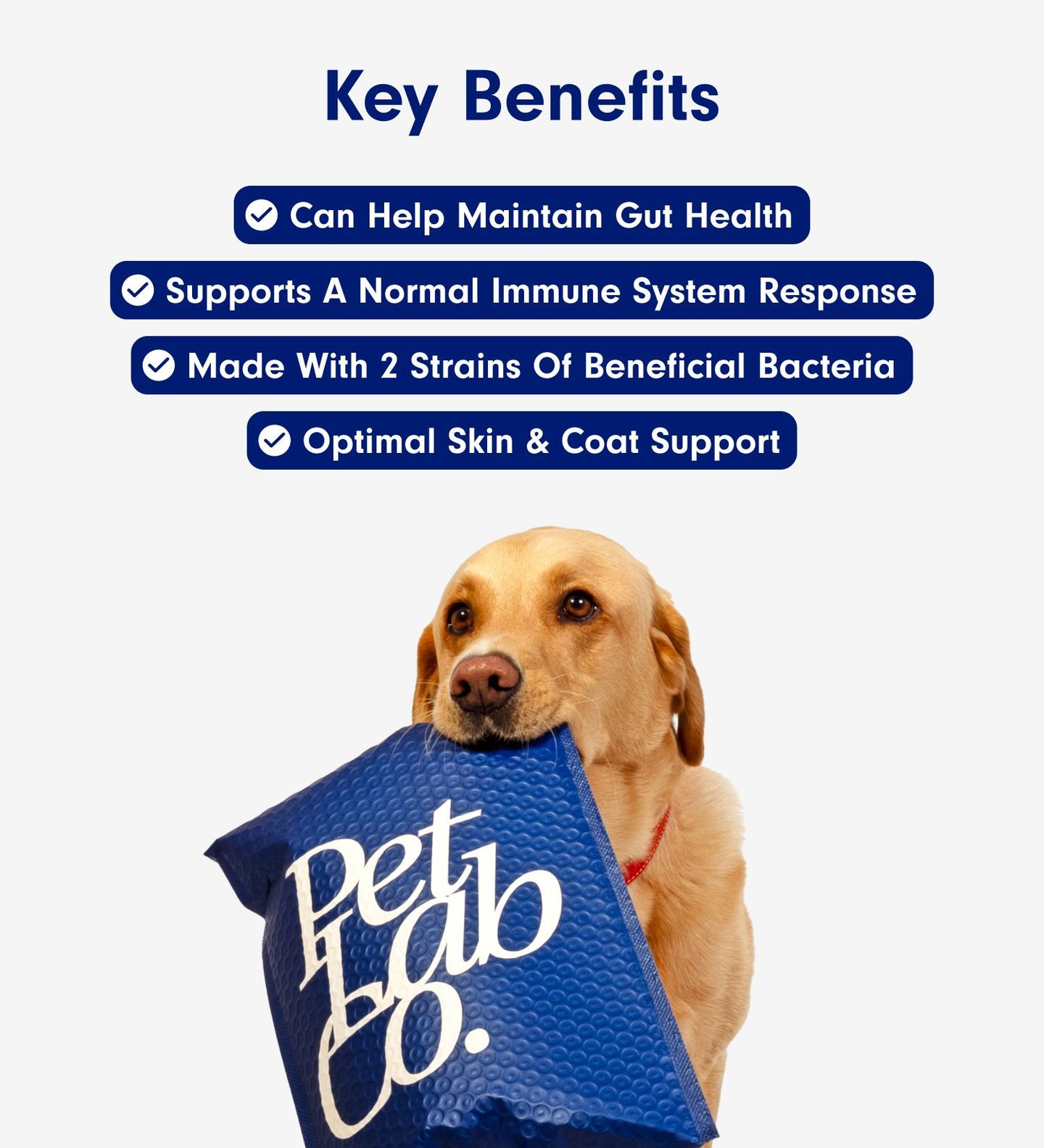 Probiotic Chews for Dogs | Support Gut Health | PetLab Co.