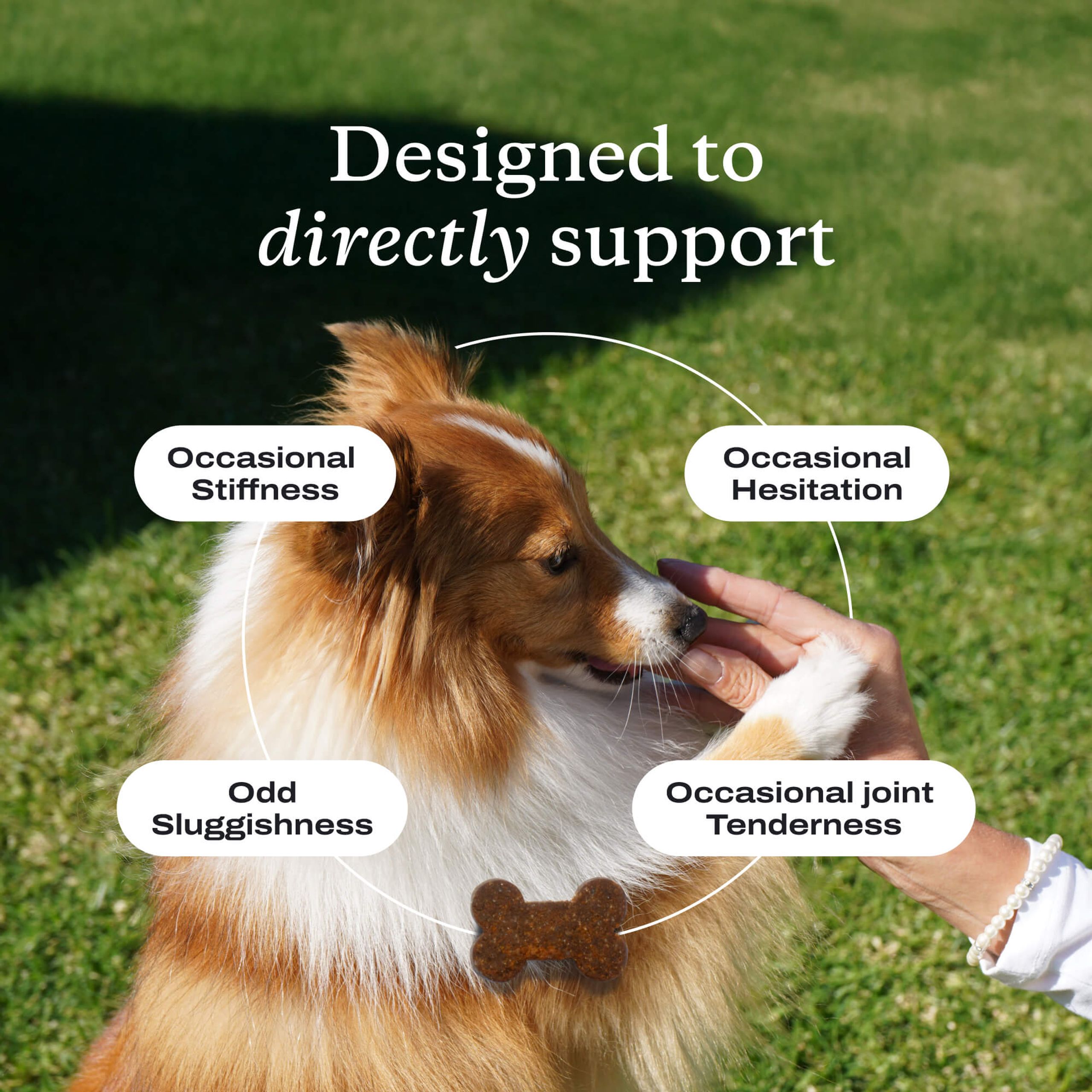 Joint Care Chews For Dogs | Joint & Mobility Support | PetLabCo.