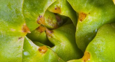 PetLab Co. Probiotics for Dogs – Soft Chews for Gut Health