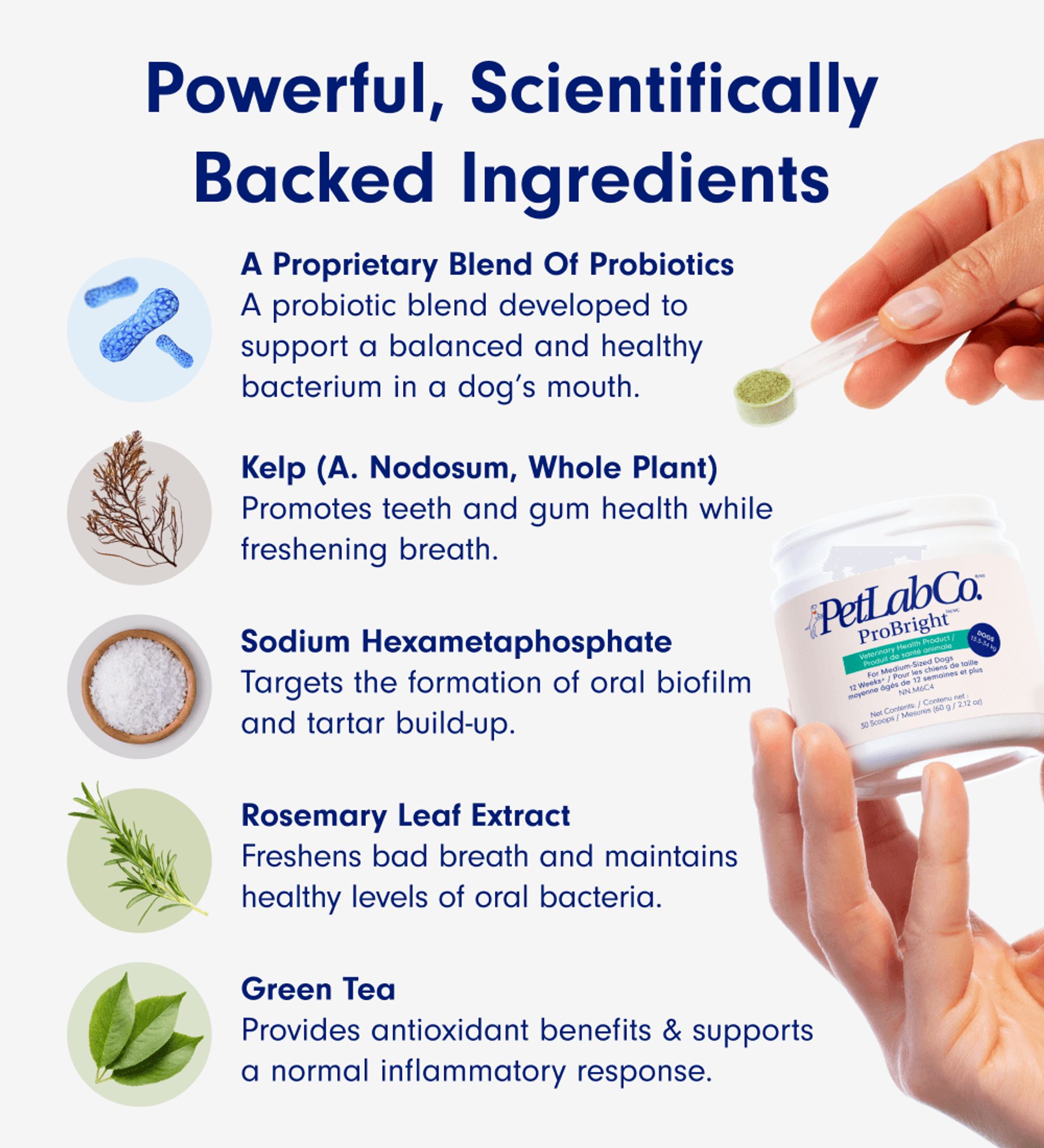 ProBright™ Dog Dental Powder – Easy, At-Home Dog Teeth Cleaning ...