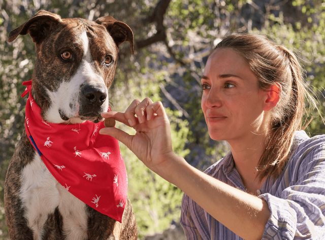 Probiotic Chews for Dogs | Support Gut Health | PetLab Co.